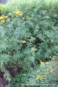Tansy for Cheese | Bites of Food History