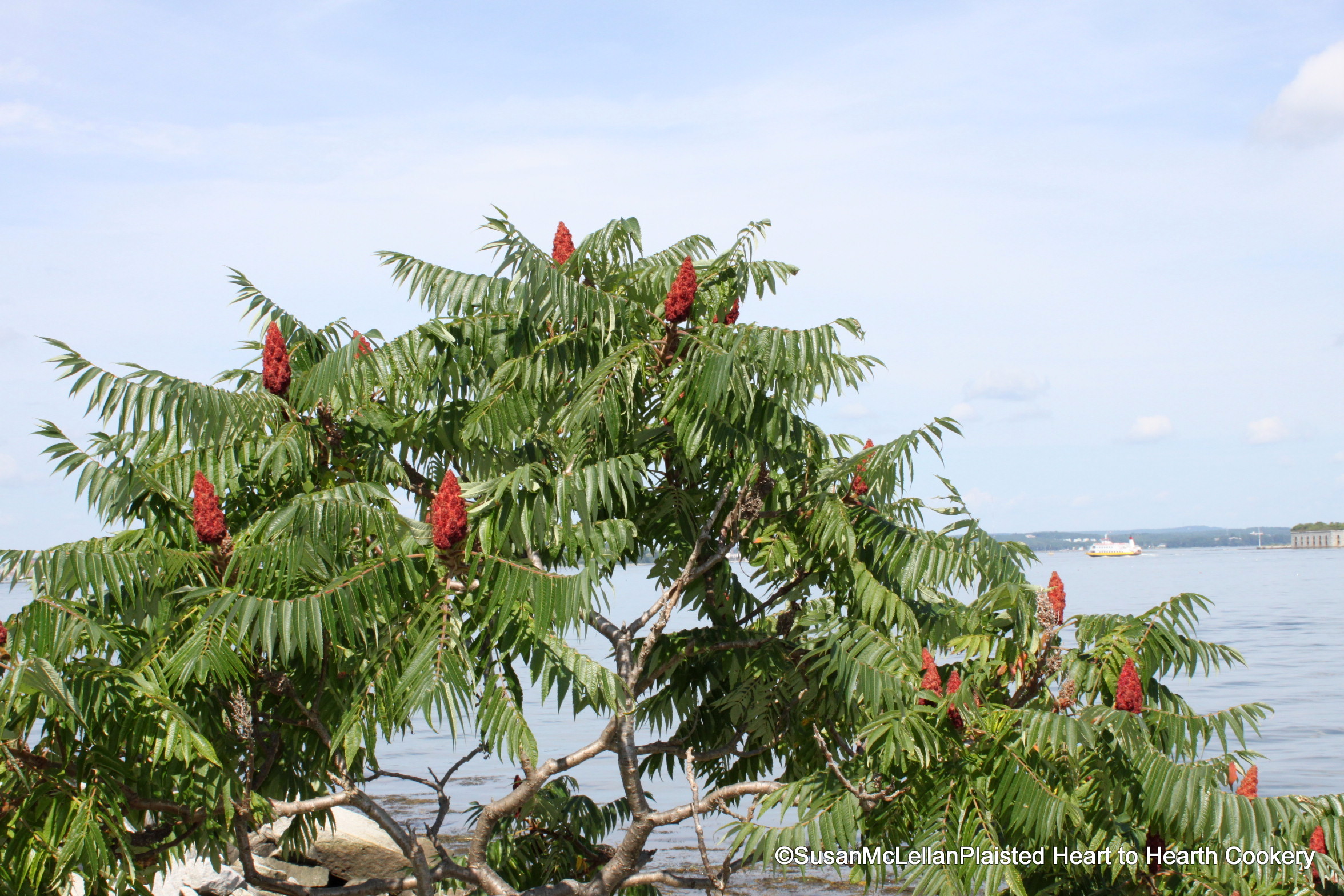 Island Sumac | Heart to Hearth Cookery