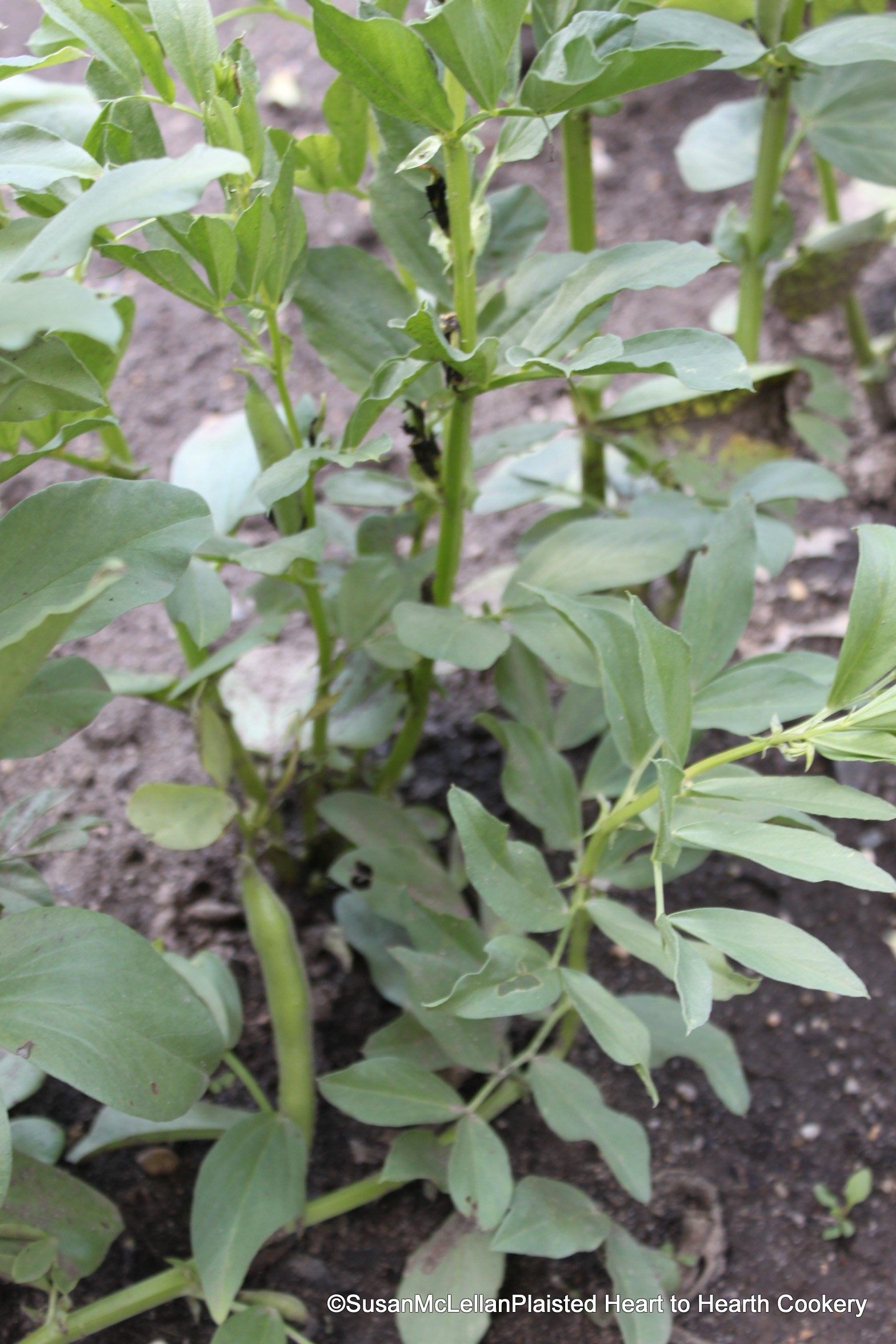 Vicia fabia | Bites of Food History