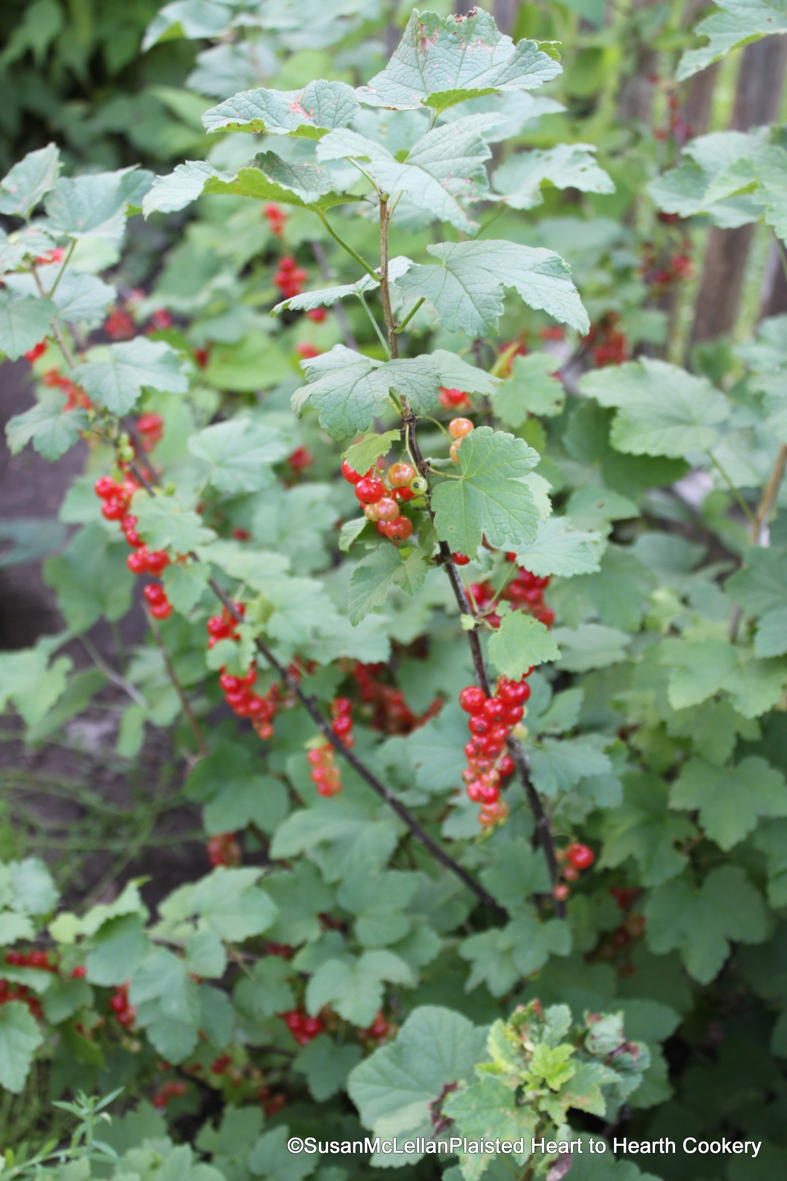 Currants | Heart to Heart Cookery